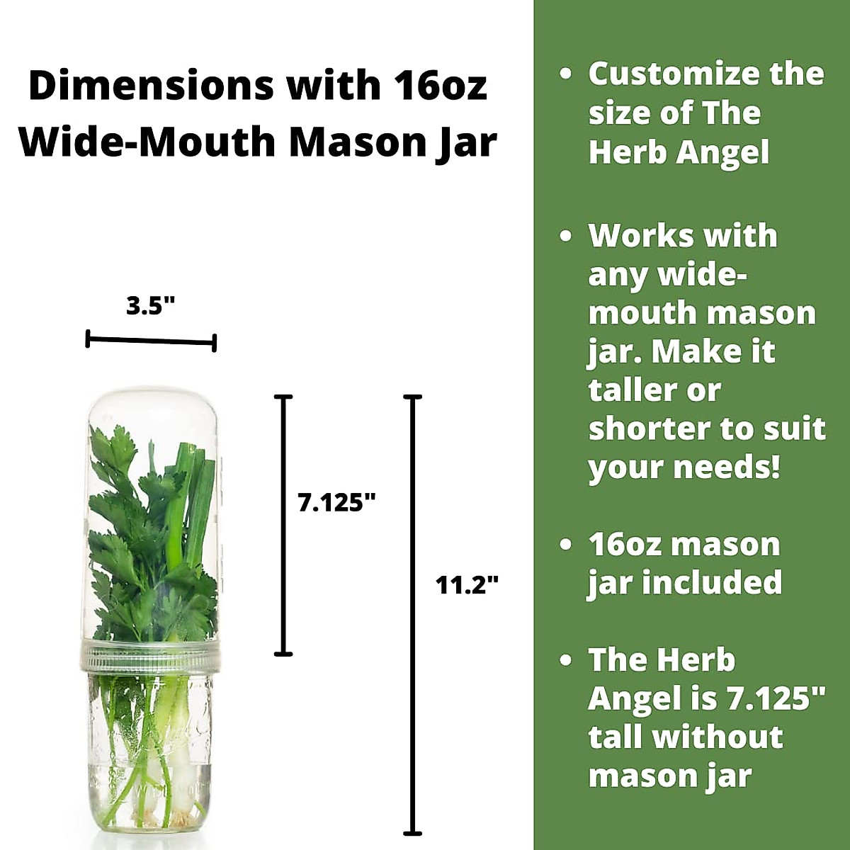 The Herb Angel Mason Jar Herb Lid - Fresh Herb Keeper - Herb Saver Pod for Cilantro, Parsley, Basil, Chives, Mint and More - Herb Storage Container for Refrigerator