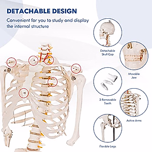 GOFLAME Human Skeleton Model for Anatomy, 70.8” Life Size Skeleton Model with Nervous System and Rolling Stand for Medical Study, Anatomical Skeleton with Movable Arms and Legs, Dust Cover & Poster