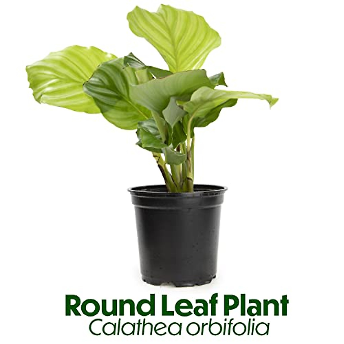 Calathea Plant Live Prayer Plant Live Indoor Plant, Calathea Live Plant Live House Plant Live Plants Indoor, Live Indoor Plants Live Houseplants Live Prayer Plants Live House Plants by Plants for Pets