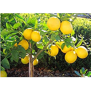 Dwarf Lemon Bonsai Tree Seeds, 20 Seeds,Grow a Delicious Fruit Bearing Bonsai Tree - Ships from Iowa.