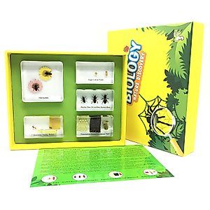 Lifecycle of a Honey Bee in Acrylic Block Science Classroom Specimens for Science Education
