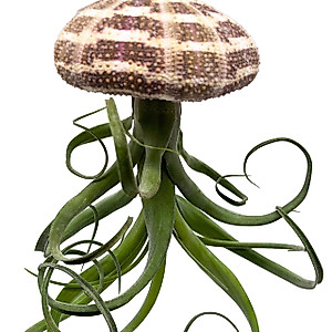 BubbleBlooms Large Tillandsia Jellyfish, Big Hanging air Plant with Seashell