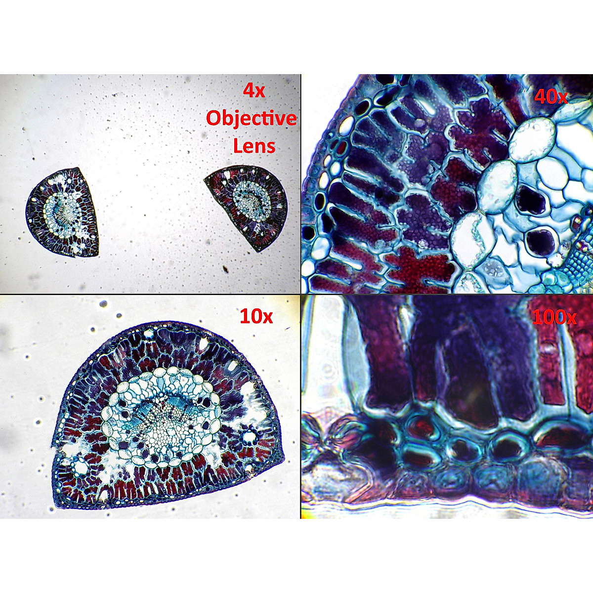 Dino-Lite USB Eyepiece Camera AM7025X – 5MP, Use on Traditional Microscope