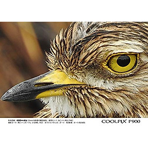 Nikon COOLPIX P900 16MP Digital Camera - International Version (No Warranty) Japan Version