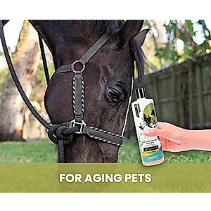 Gou Gou Pets Holistic Natural Derived Joint Inflammation Pet Shampoo: Veterinarian Recommended - Soothing Joint Pain and Soreness for Dogs, Cats and Horses - Made in USA - 16 oz