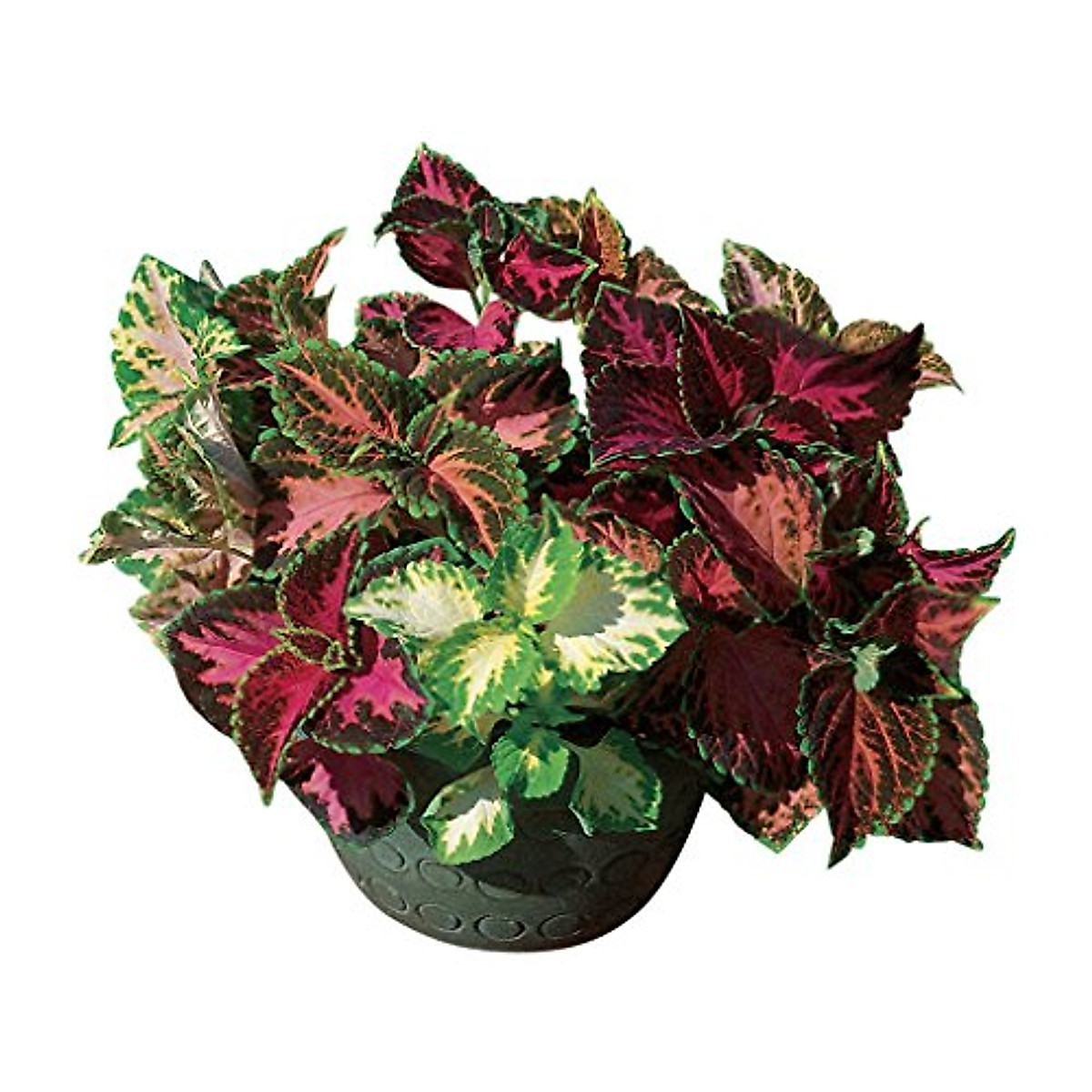 Burpee Rainbow Mixed Colors Coleus Seeds 550 seeds