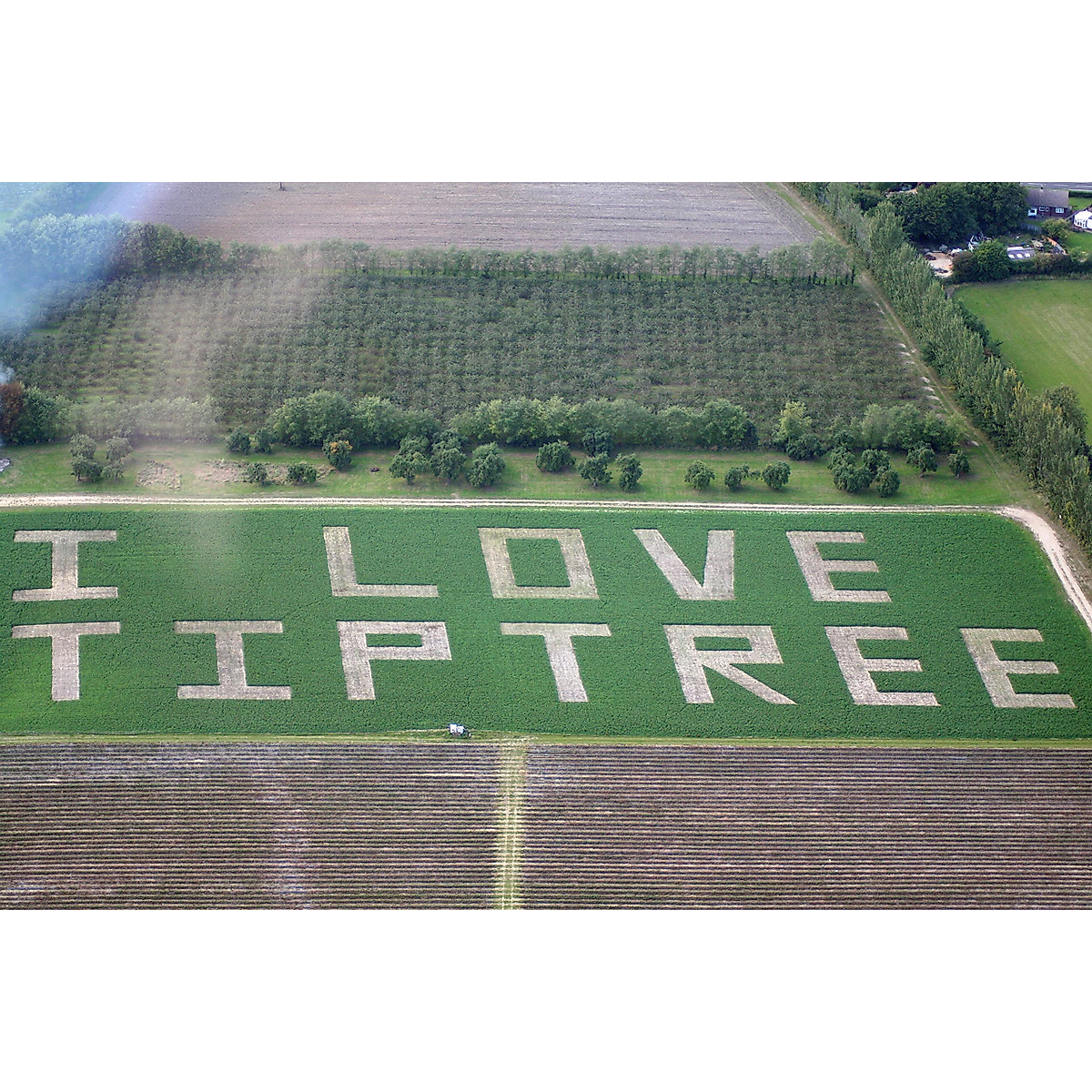 Tiptree Black Currant Preserve, 12 Ounce Jar