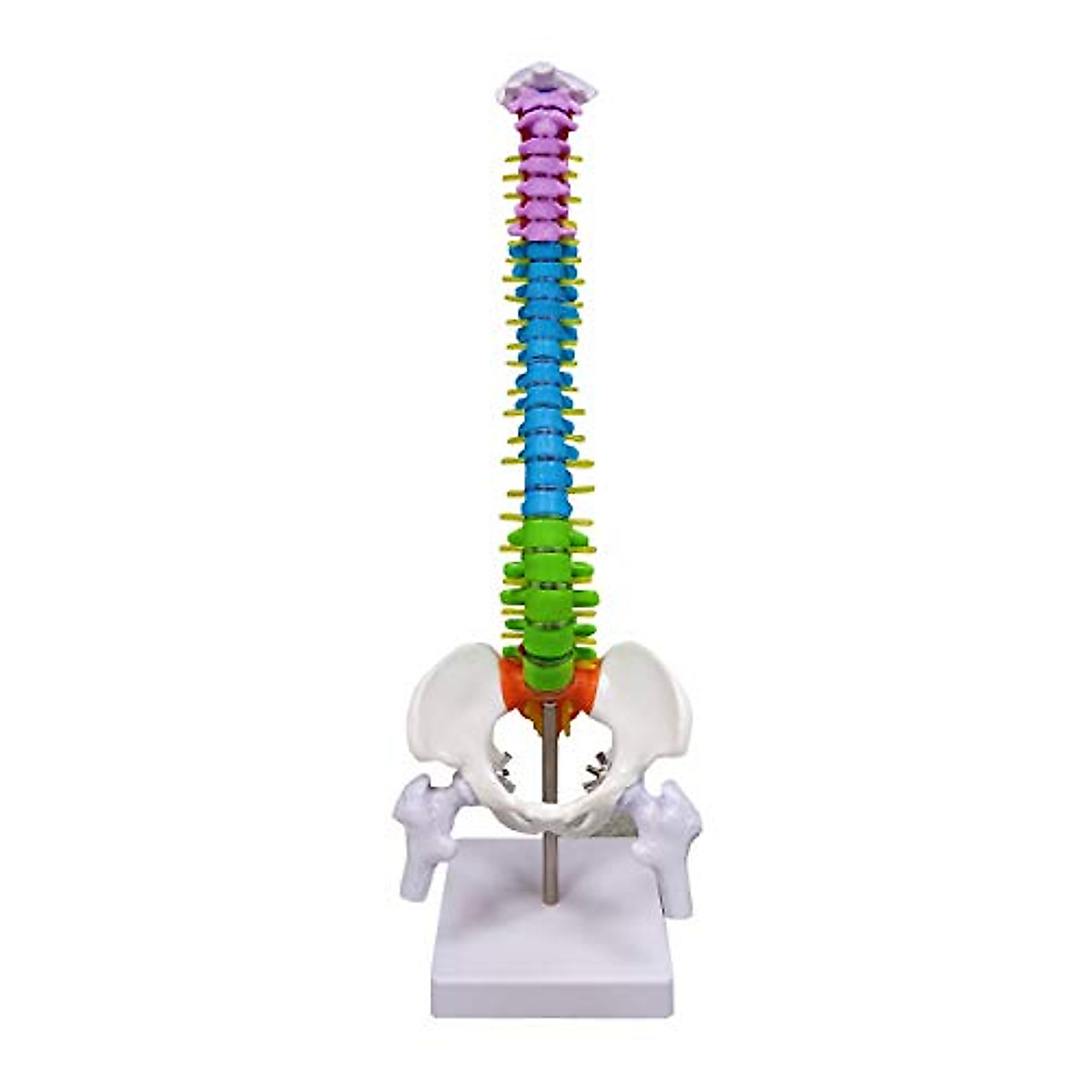 Ultrassist Miniature Human Spine Model, 15.5" Mini Color Coded Spinal Cord with Herniated Disk, Nerves, Arteries, Pelvis and Femur Stumps for Med Students and Chiropractors, Includes Stand