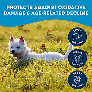 Granville Island Pet Treatery - Nutra Supplement Dog Treat Superfood