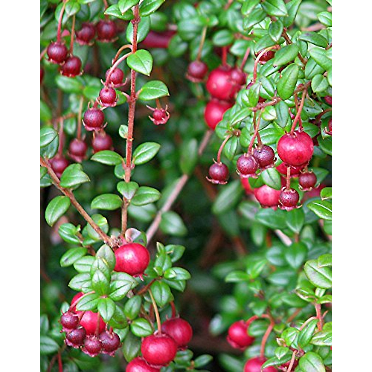 1135-Chilean Strawberry Bush (Ugni molinae) Seeds by Robsrareandgiantseeds UPC0764425787488 Non-GMO,Organic,Historic Plants, Bonsai,1135 Package of 5 Seeds
