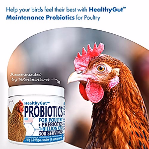 Equa Holistics HealthyGut Probiotics for Chickens & Poultry, All-Natural Digestive System Dietary Supplement (30 Scoops)