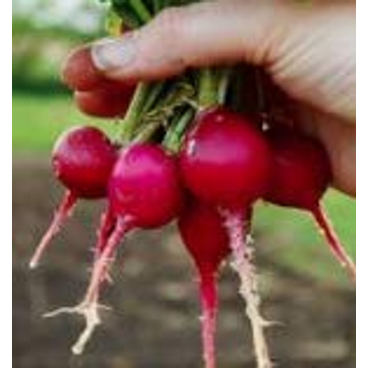 Cherry Belle Radish Seeds for Planting, 100+ Heirloom Seeds Per Packet, (Isla's Garden Seeds), Non GMO Seeds, Botanical Name: Raphanus sativus, Great Home Garden Gift