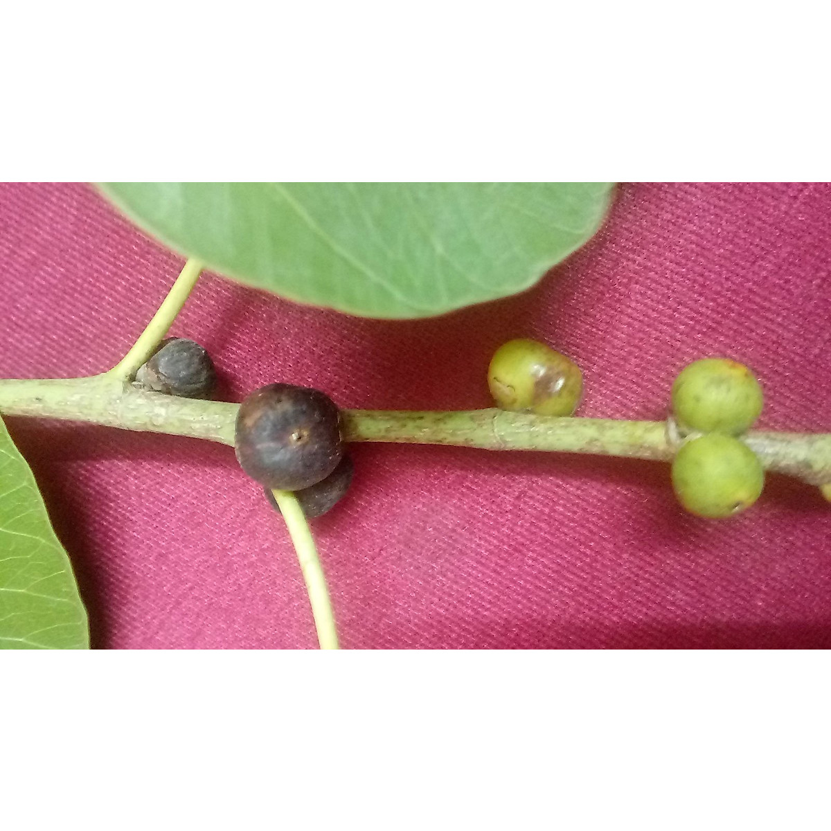 Ficus religiosa | Sacred Fig | Bodhi Tree | Pippala | Peepul | Peepal | 100_Seeds