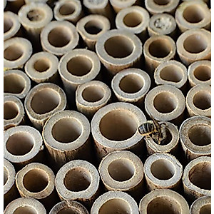 Nature's Way Bird Products PWH1-C Teal Bee House