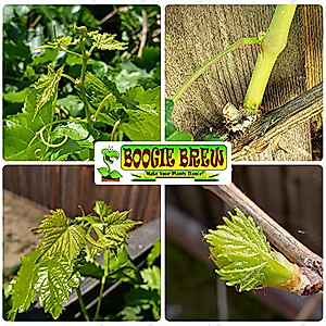 Boogie Brew Compost Tea (3lb - Makes 50 Gallons of Compost Tea)