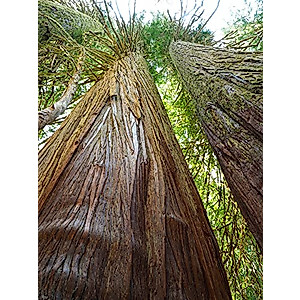 40 Western Red Cedar Tree Seeds for Planting - Thuja plicata - Long Lived Evergreen