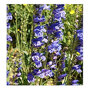 David's Garden Seeds Flower Penstemon Rocky Mountain 1124 (Blue) 200 Non-GMO, Heirloom Seeds