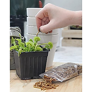 Carnivorous Plant Food Dried Mealworms (1oz), for Feeding Carnivorous Plants (Venus Fly Trap, Pitcher Plant, Sundews, Etc.)