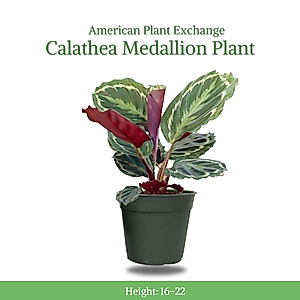 American Plant Exchange Calathea Medallion Live Prayer Plant, 6-Inch Pot W/Stylish Cover, Pet Safe, Low Light, & Air Purifying Tropical Indoor Plant for Home, Office & Garden Décor