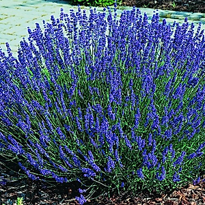 Clovers Garden English Lavender (Lavandula) Hidcote Blue Plants – Two (2) Live Plants – Non-GMO - Not Seeds - Each 4" to 8" Tall – in 4" Inch Pots - Compact Growth