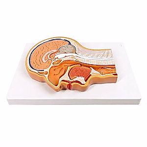Evotech Scientific Human Relief Median Section Head Model, Head and Brain Model, Medical Head Brain Neck Median Section Study Model, Natural Size, Oral and Nasal, Larynx & Pharynx Model