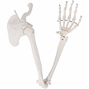Axis Scientific Human Life-Size Right Arm Skeleton Model, Anatomically Accurate Human Skeletal Right Arm, Includes All Bones Plus Clavicle, Scapula and Articulated Hand Bone – Detailed Product Manual