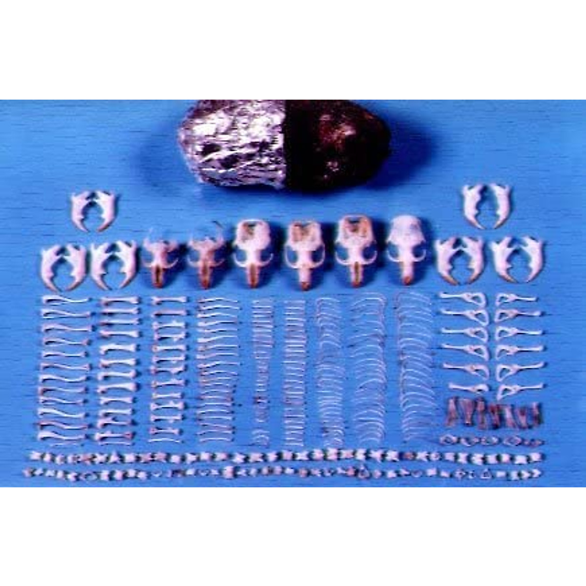 Mountain Home Biological, Inc. Jumbo Owl Pellets, Pack of 5, with Bone Sorting Sheet