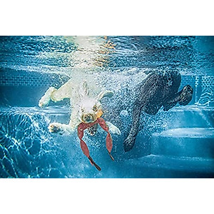 purrrfect life Fire Hose Interactive Squeaking Water Dog Toy, Dog Toy for Tug O War, Durable Dog Chew Toy with Squeakers, No Stuffing Dog Toy with Ropes for Small, Medium & Large Dogs