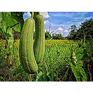 Gaea's Blessing Seeds - Luffa Gourd Seeds - Non-GMO - with Easy to Follow Planting Instructions - Heirloom Sponge Loofah Muop Huong 93% Germination Rate