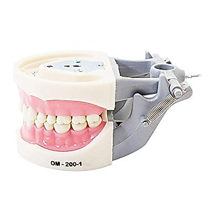 Typodont Teeth Model, with Removable Teeth, Compatible with Kilgore Nissin for Teaching, Study