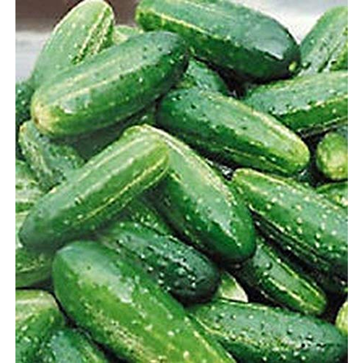 Bush Pickle Cucumber Seeds Hybrid F1 - Great for Container or Small Gardens(25 - Seeds)