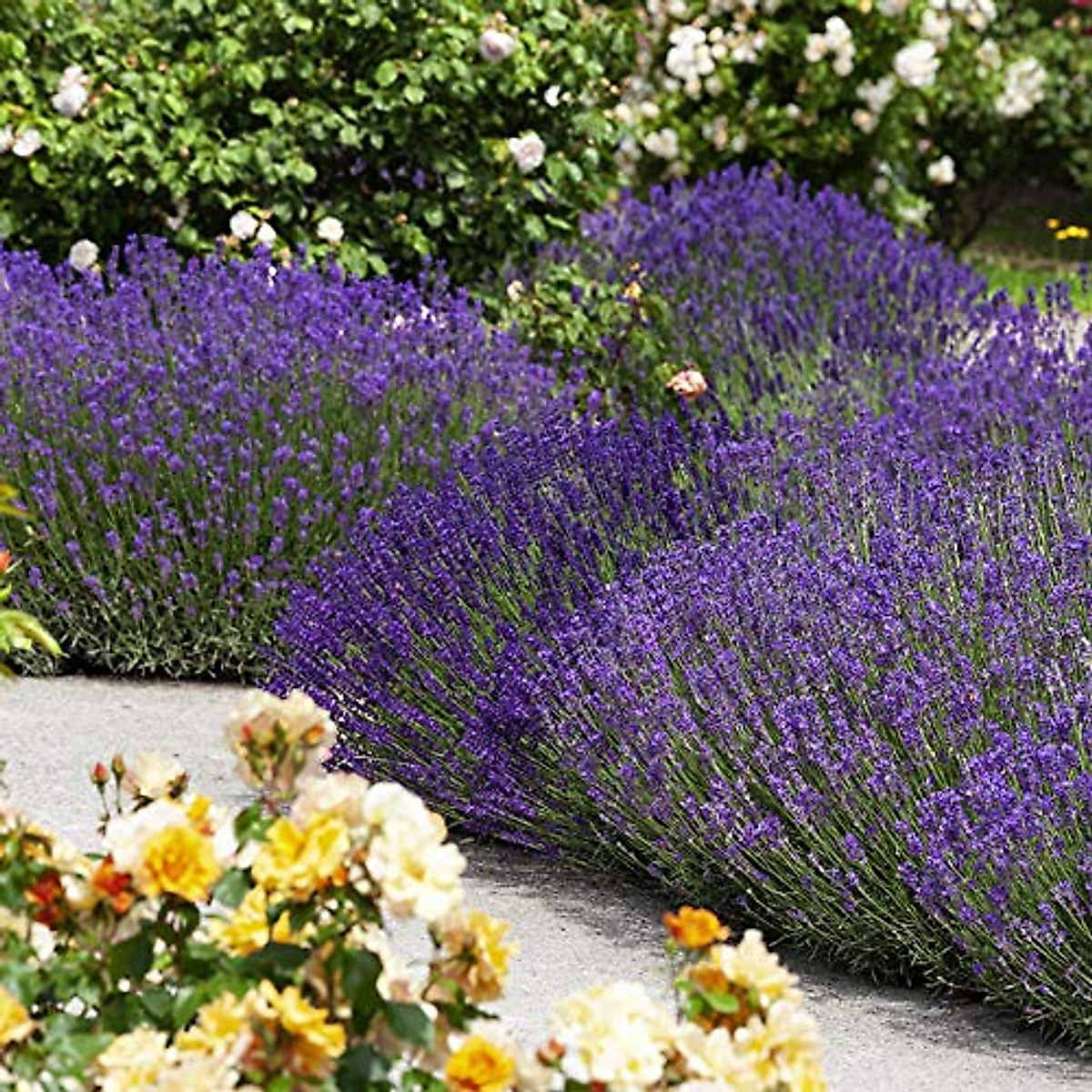 Outsidepride Lavandula Angustifolia True Lavender English Herb Garden Plant Seed - 5000 Seeds