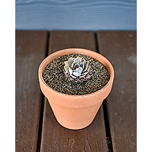 All Natural Vermiculite Soil Additive (1 Quart); Medium Grade Horticulture Soil Amendment for Plants, Terrariums, Orchids