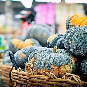 20 JAPANESE GREEN PUMPKIN SEEDS - Kabocha - Open pollinated, heirloom