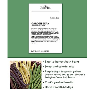Burpee Three Color Blend Bush Bean Seeds 2 ounces of seed