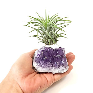 Small Amethyst Crystal Air Plant Holder Includes live Air Plant and Happy Birthday Gift Box