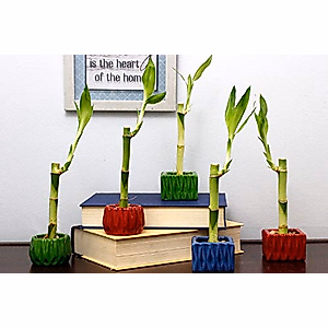 NW Wholesaler - 4" Live Lucky Bamboo Plant - Bundle of 20 Stalks - Live Indoor Houseplants for Home Decor, Live Bamboo Plant, Indoor Low Light Plants, Feng Shui (20)