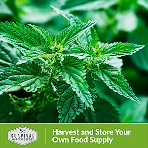 Stinging Nettle Seed for Planting - 1 Packet with Instructions to Plant and Grow Medicinal Herb Common Stinging Nettle in Your Home Herb Garden - Non-GMO Heirloom Variety - Survival Garden Seeds