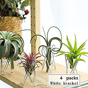4 Packs Airplant Plants Holder Metal Base Geometric Air Plants Stand Tabletop Air ferns Planter Rack White Tillandsia Display Containers Himmeli Decor .