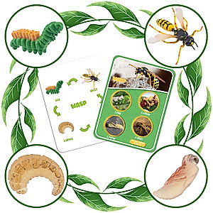 Life Cycle Figures of Frog, Chicken, Sea Turtle, Butterfly, Wasp, Locust, Science Toys kit, Animal Figures for Kids Age 3-12