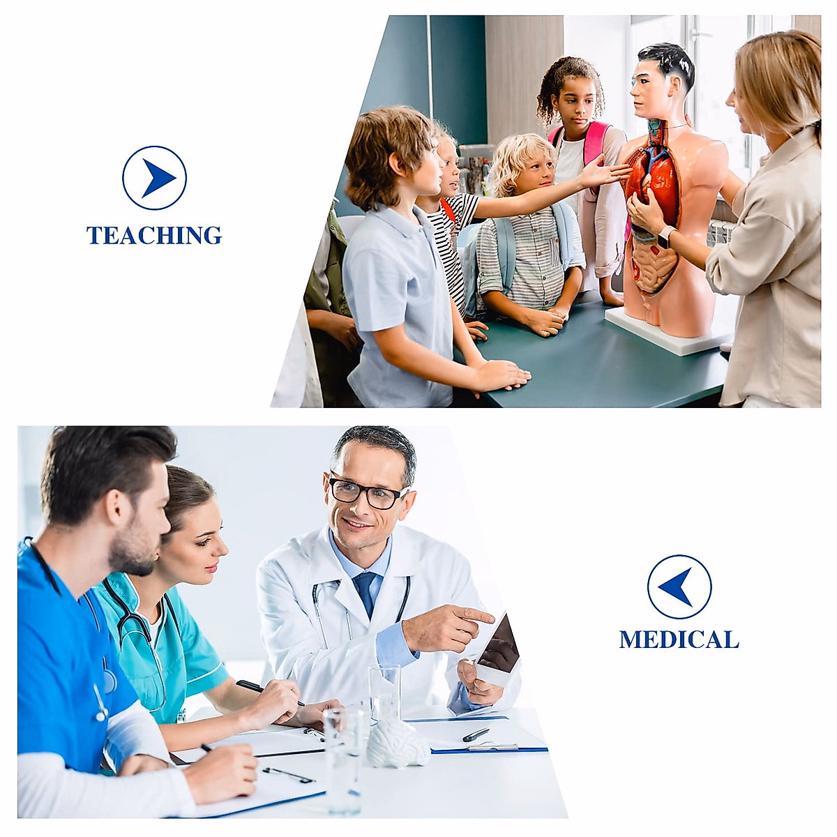 ASINTOD Human Color Skull Model with Brain, Life Size Anatomical Model, Color Coded Partitioned Skull, 8 Part Brain Human Skull Anatomical Model