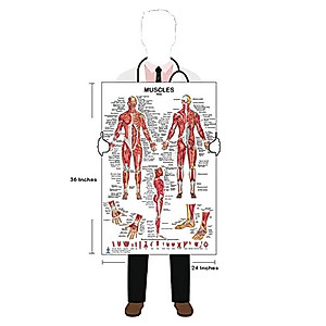 Skeletal System and Male Muscle Poster Set 24 x 36 inch, Extra Pocket Size Muscle Cards, Marker and Eraser Compatible