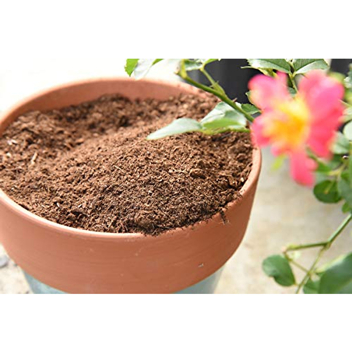 Organic Sphagnum Peat Moss by Perfect Plants - Absorbs Essential Nutrients When Added to Soil and Enriches Plant Roots - Indoor and Outdoor Use (8qts.)