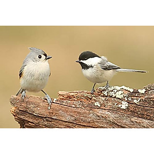 Valley Farms Peanut Kernels - Clean & Fresh (Value 2-Pack 8 LBS Total)