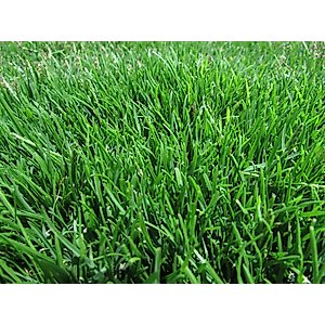 Emerald Zoysia (Zoysia Emerald) grass seeds-1/8 lb