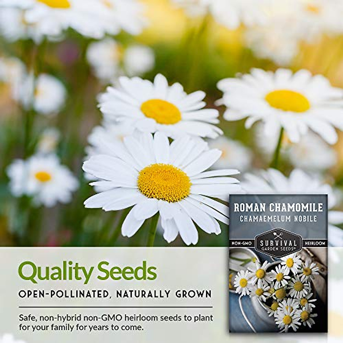Survival Garden Seeds - Roman Chamomile Seed for Planting - Packet with Instructions to Plant and Grow Calming Medicinal Herbs in Your Home Vegetable Garden - Non-GMO Heirloom Variety