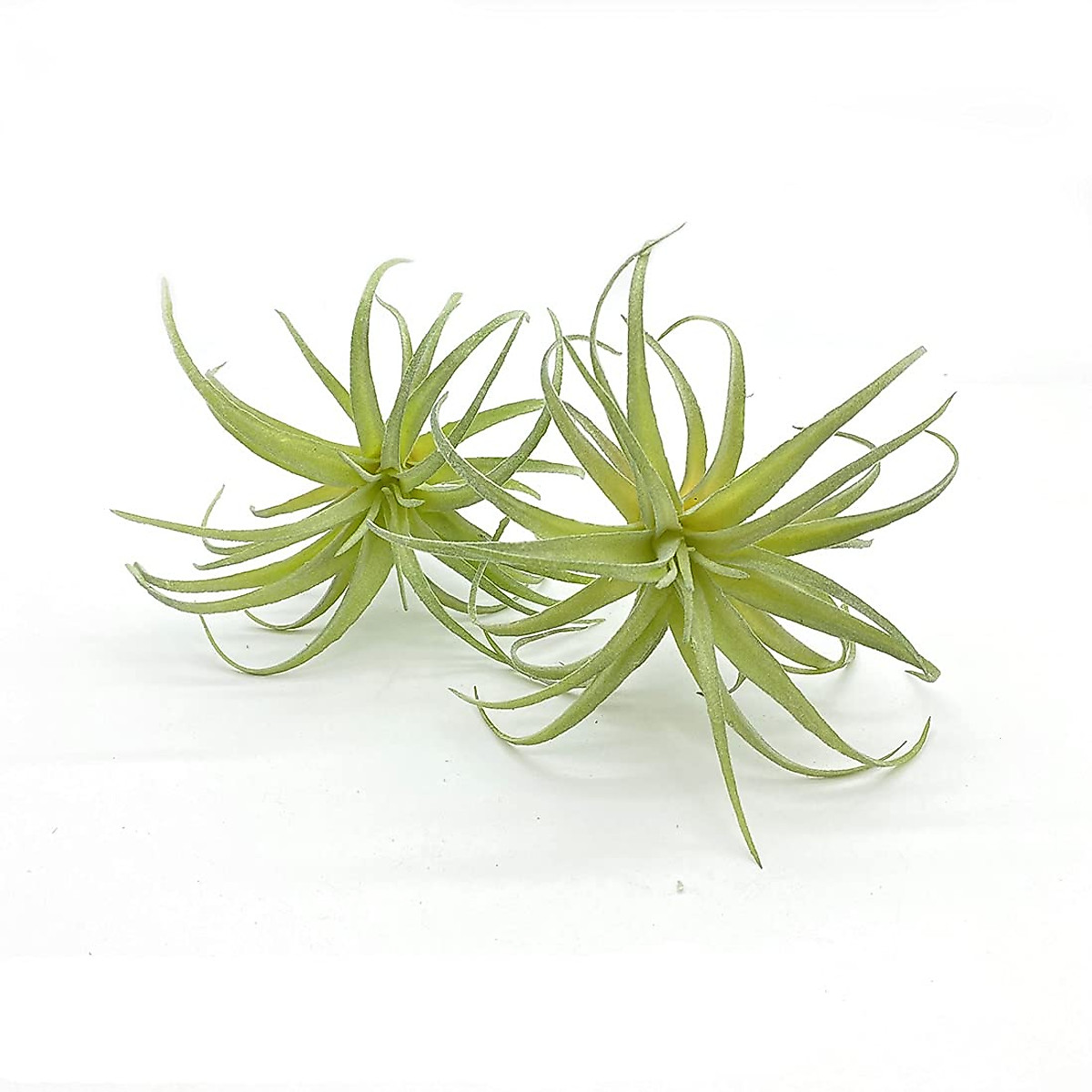 ZKTECH 4 Pack Artificial Succulent Plants Flocked Air Plants Grass Faux Flocking Tillandsia Air Plants Bromeliads for Home Garden Decor Terrarium Project Fake Artificial Plants Arrangement