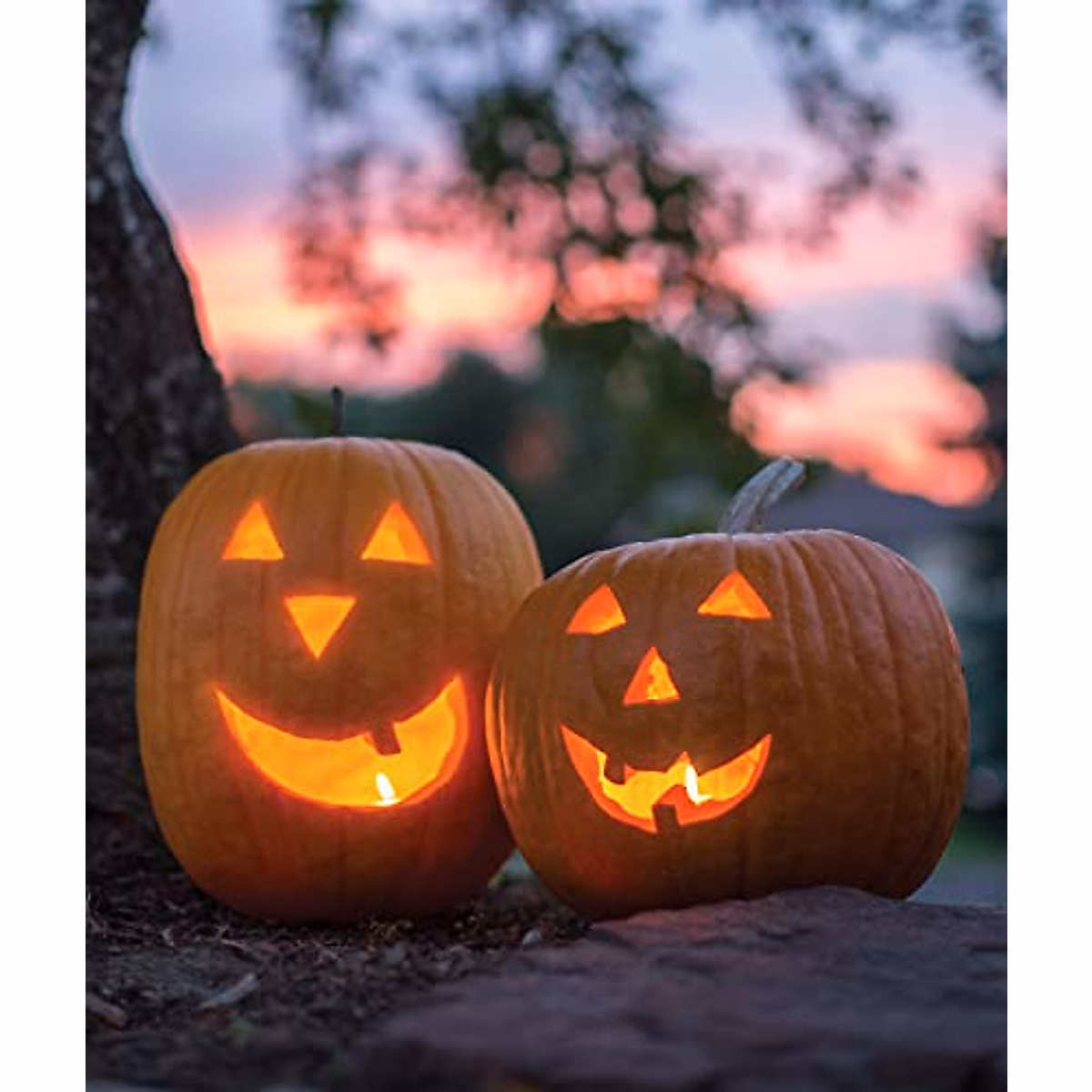 Burpee 51375A Jack O' Lantern Pumpkin Seeds 100 seeds