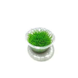 Marcus Fish Tanks - Dwarf Hairgrass Live Aquarium Plant Tissue Culture Freshwater Aquatic Plants
