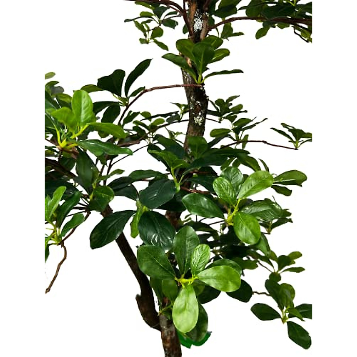 Hand-Made 5' Black Olive Leaf Artificial Tree with Ethically Sourced Real Wood Trunks | Green | Cypress & Alabaster